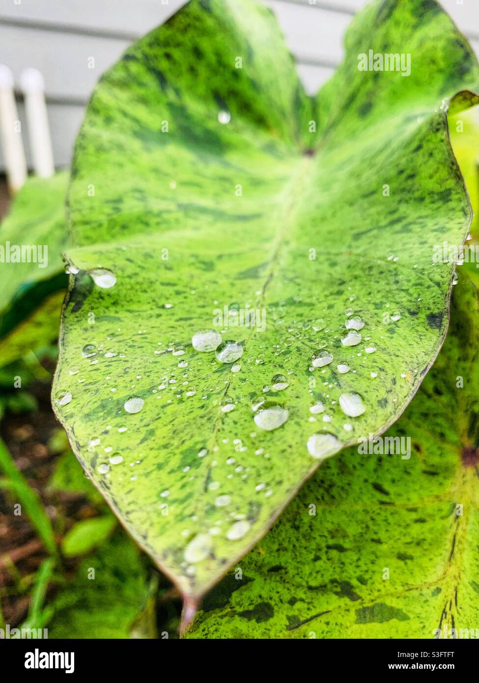 Big ear elephant hi-res stock photography and images - Alamy