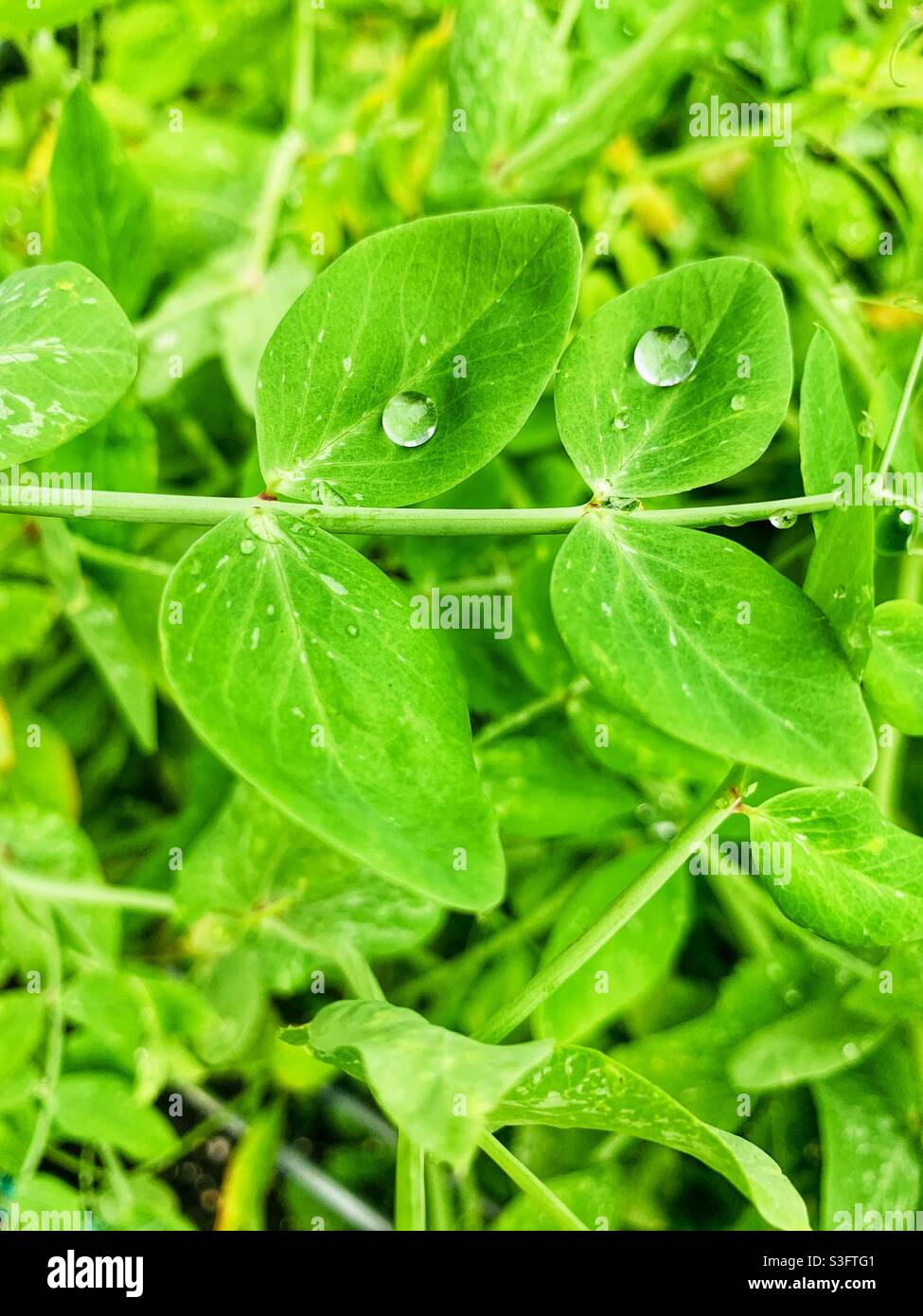 Water droplets on a sugar snap pea plant leaf Stock Photo - Alamy