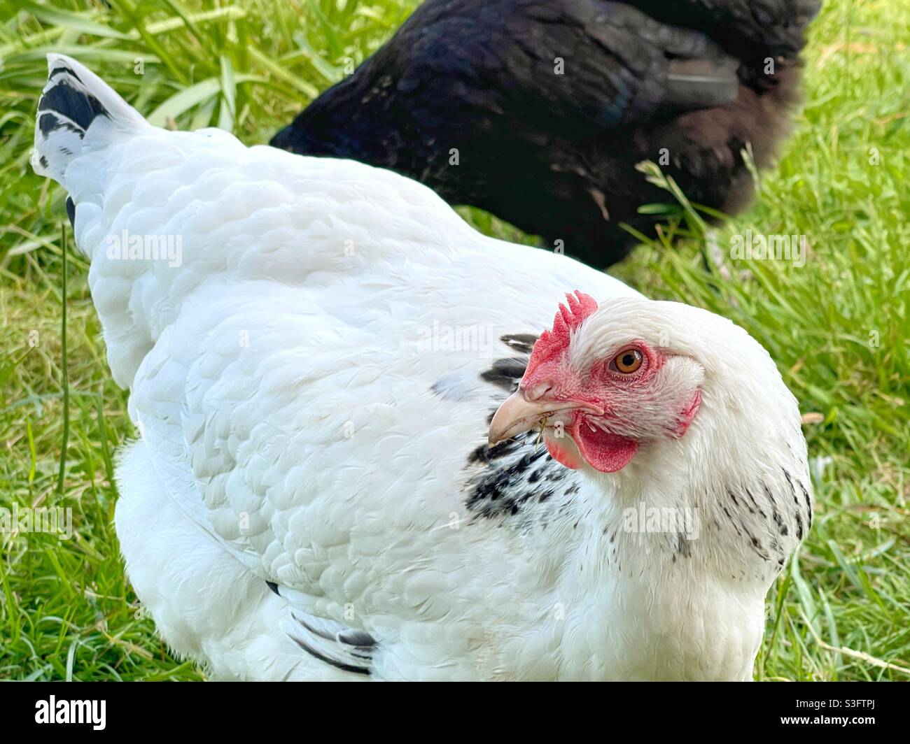 Chicken beak hi-res stock photography and images - Alamy