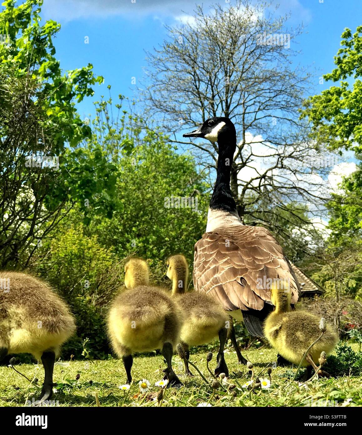 Goslings Following Mother Goose High Resolution Stock Photography and ...