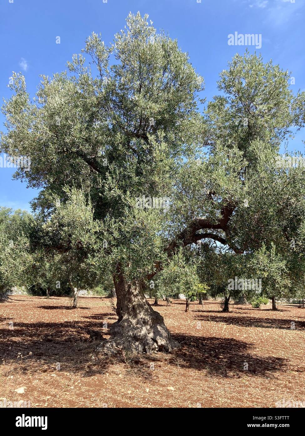 Olive tree italy hi-res stock photography and images - Alamy