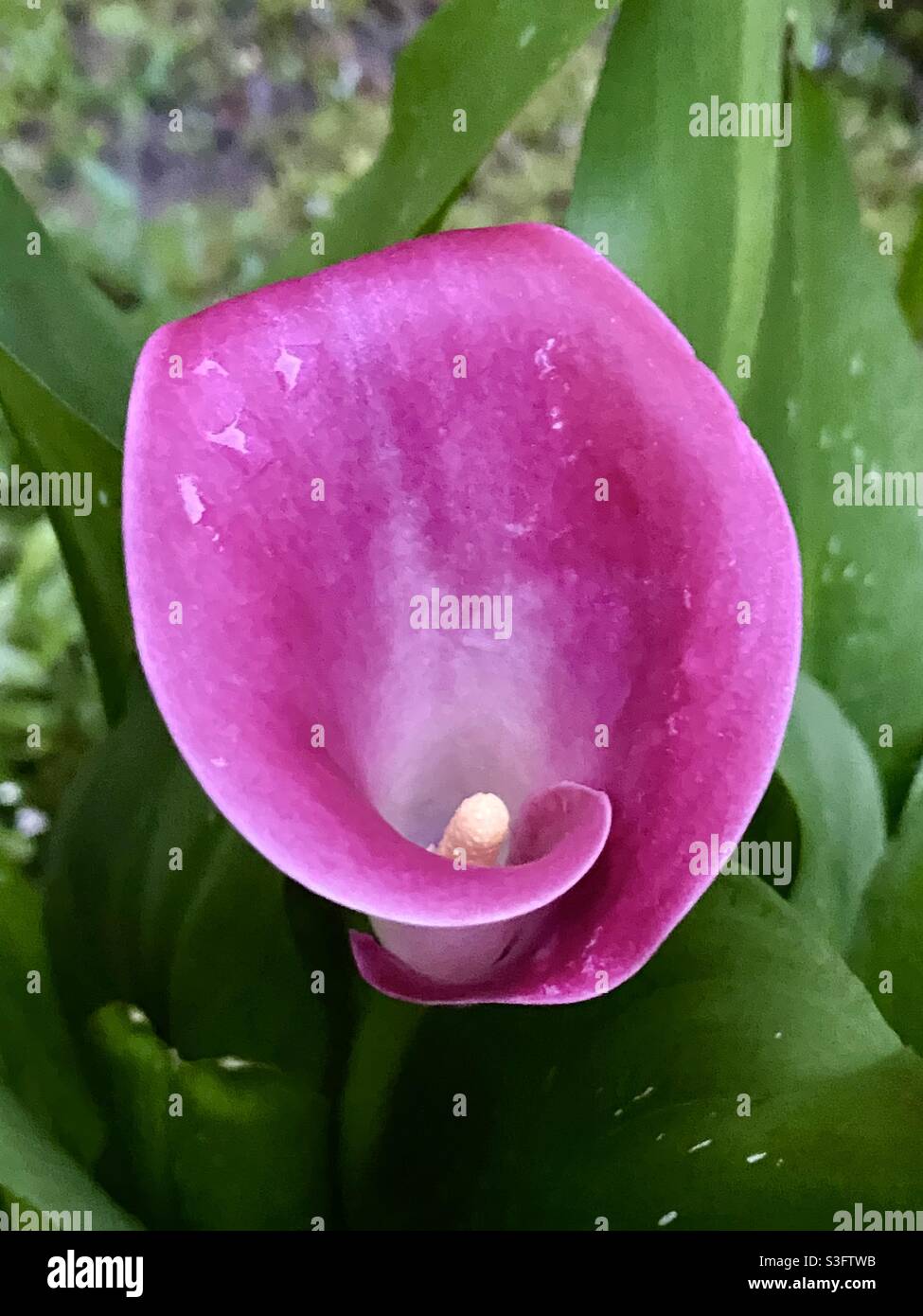 Aroid hi-res stock photography and images - Alamy