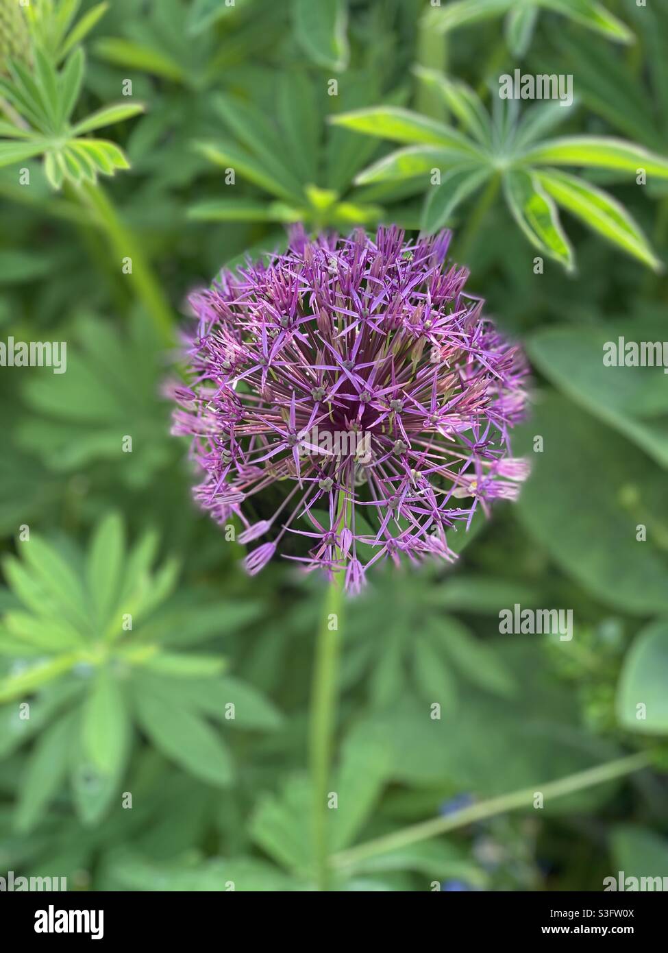 Allum hi-res stock photography and images - Alamy