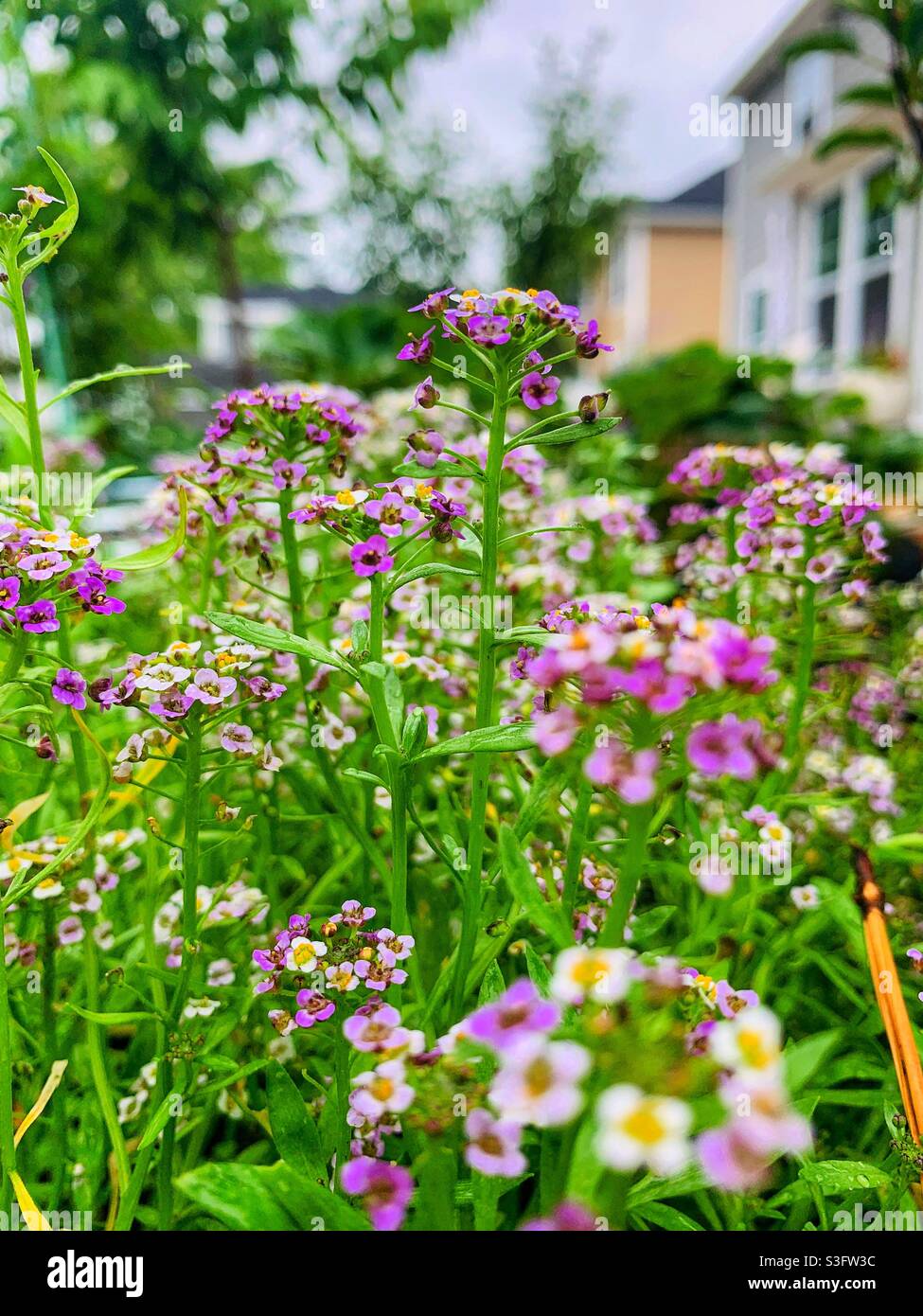Alyssum flowers hi-res stock photography and images - Alamy