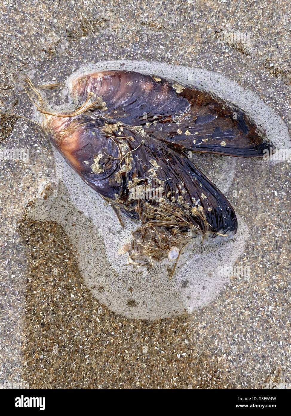 Mussel shells hi-res stock photography and images - Alamy