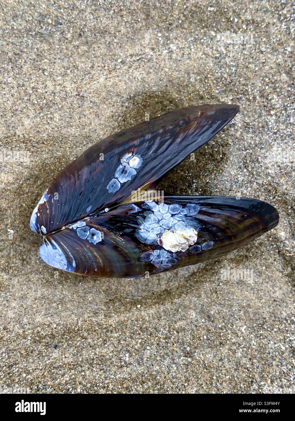 Black Mussel High Resolution Stock Photography and Images - Alamy