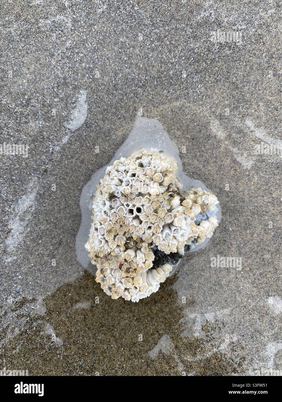 Water barnacles hi-res stock photography and images - Alamy