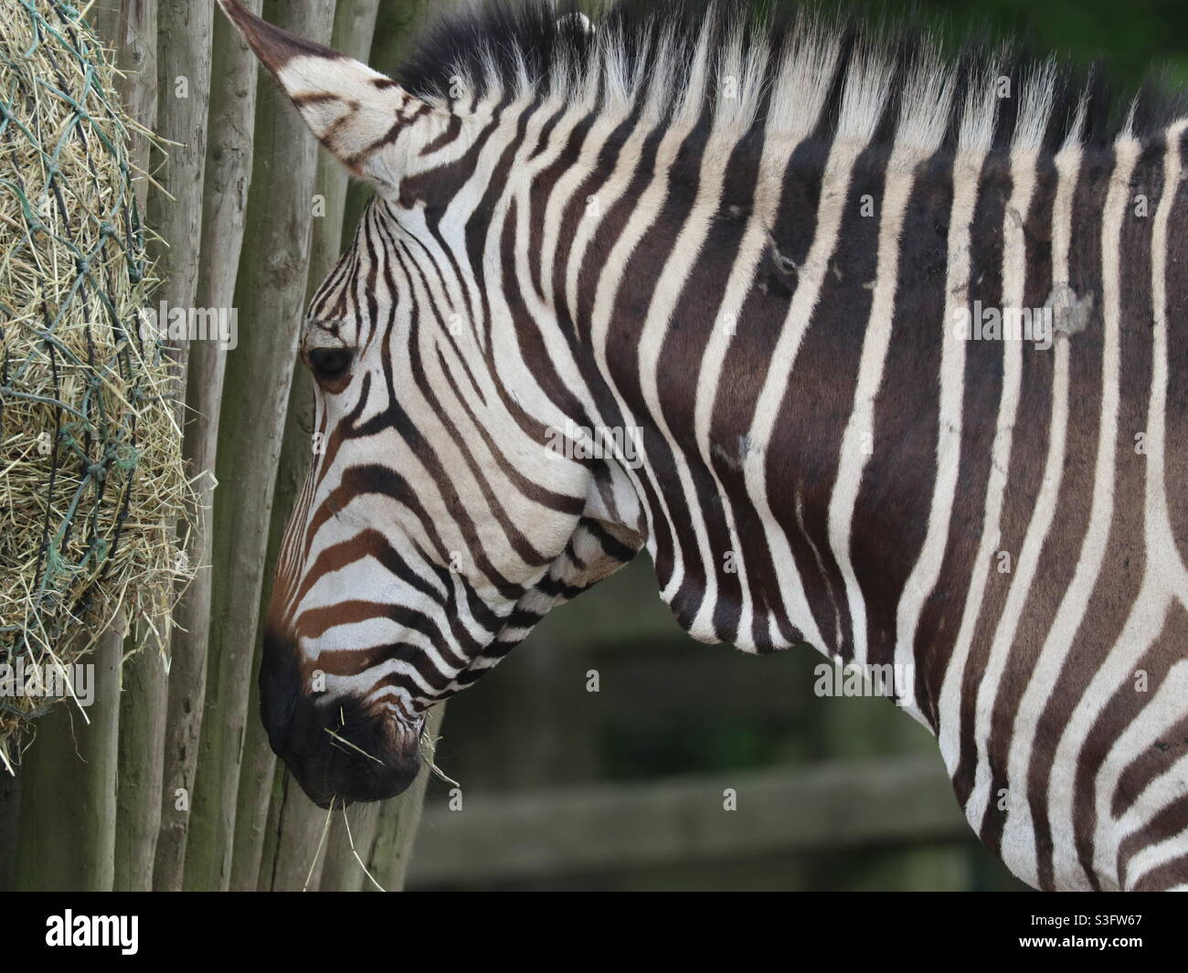Zebra Eating Straw Stock Photo - Alamy