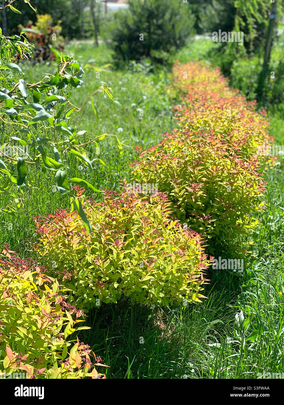 view of a row of bushes receding into the distance Stock Photo - Alamy