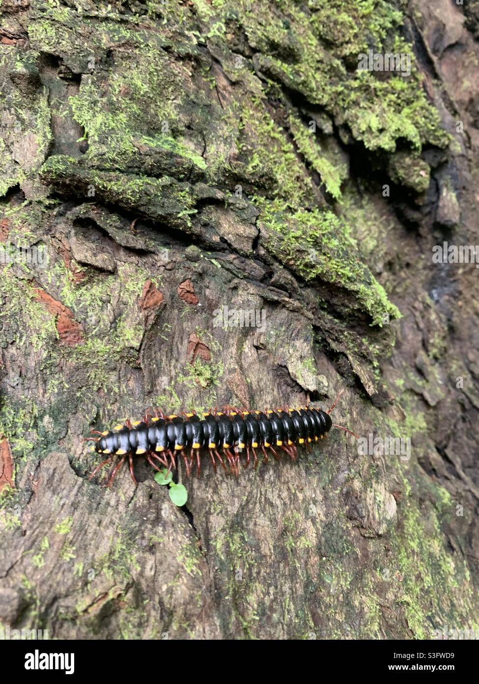 Centipede on a tree trunk Stock Photo - Alamy