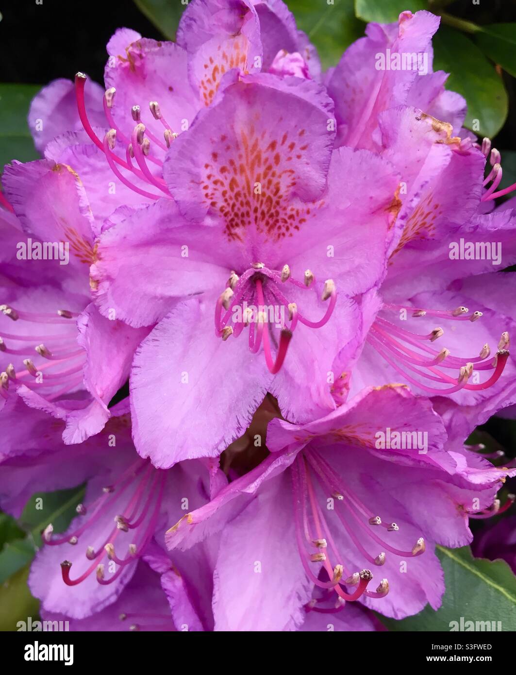 Pink rhododendron flowers Stock Photo - Alamy