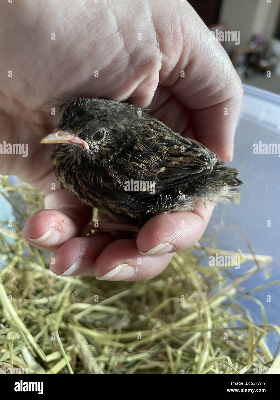 Fledgling bird hi-res stock photography and images - Alamy