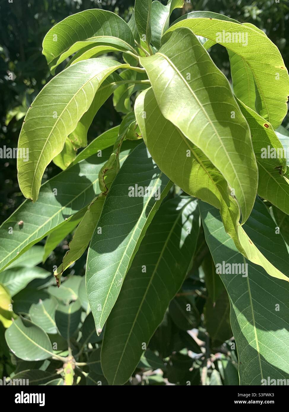 Mango tree leaves hi-res stock photography and images - Alamy