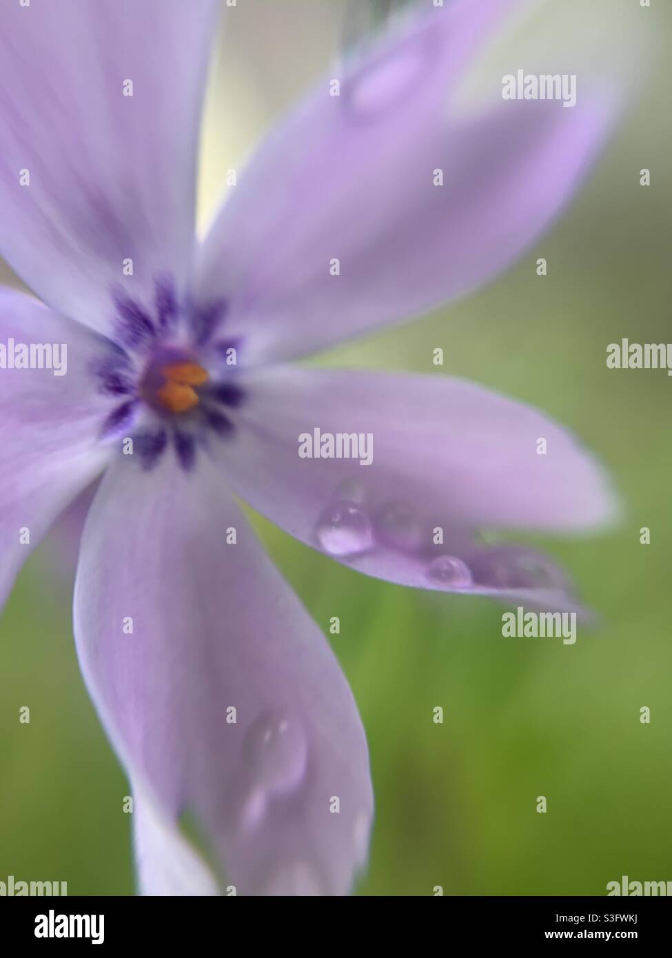 Soft calm hi-res stock photography and images - Alamy