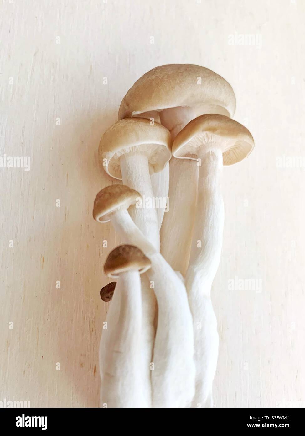 Tall fungi hi-res stock photography and images - Alamy