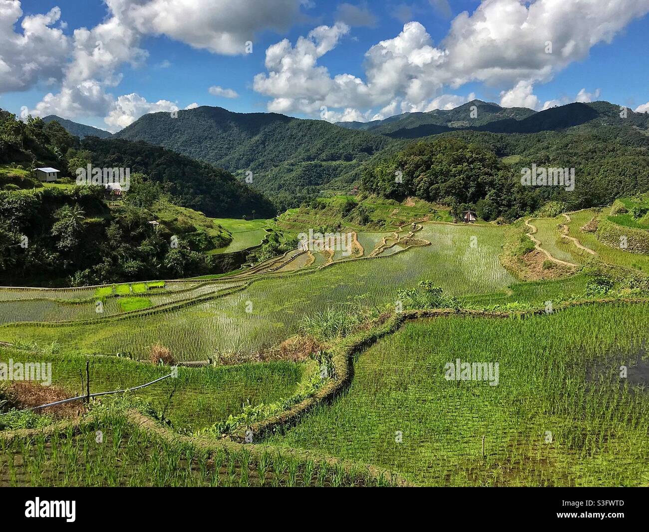 Mountain and rice fields Stock Photo - Alamy