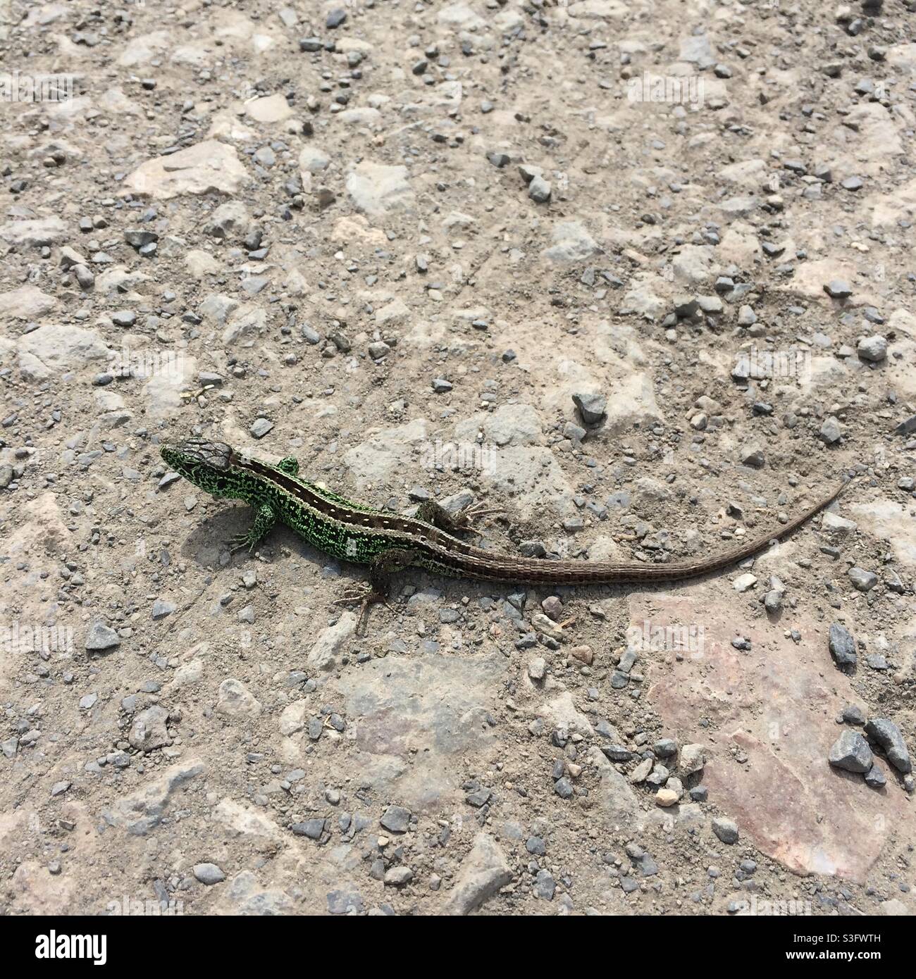 Green lizard on dust road Stock Photo - Alamy