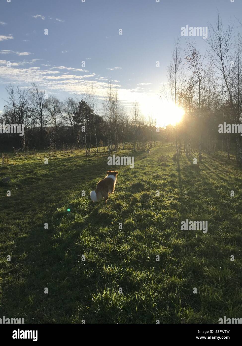 Dogrunning hi-res stock photography and images - Alamy