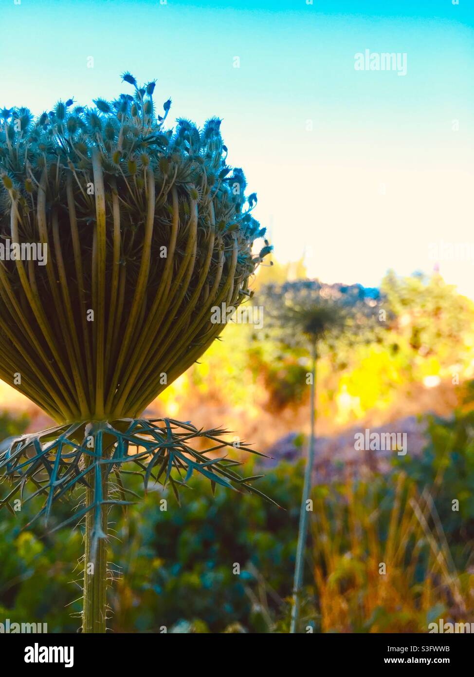 Anise flower hi-res stock photography and images - Alamy