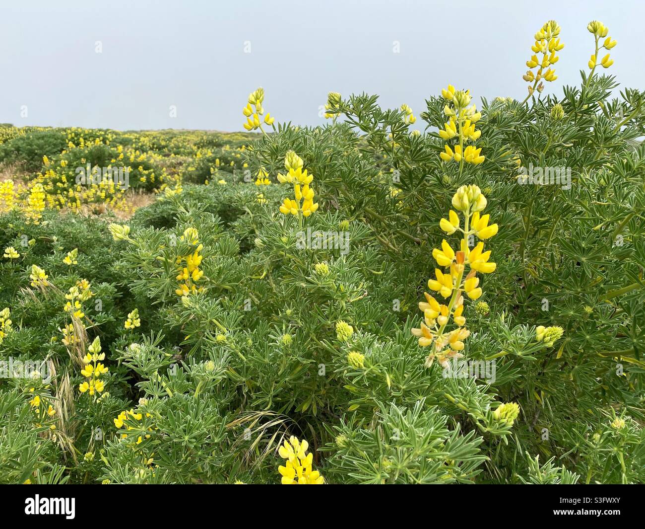 Yellow bush lupine hi-res stock photography and images - Alamy