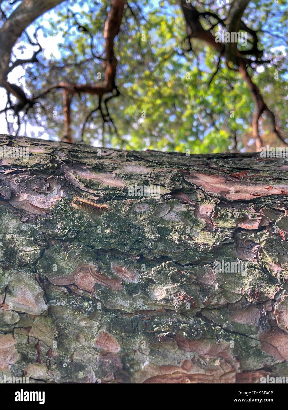 Crawling on branches hi-res stock photography and images - Alamy