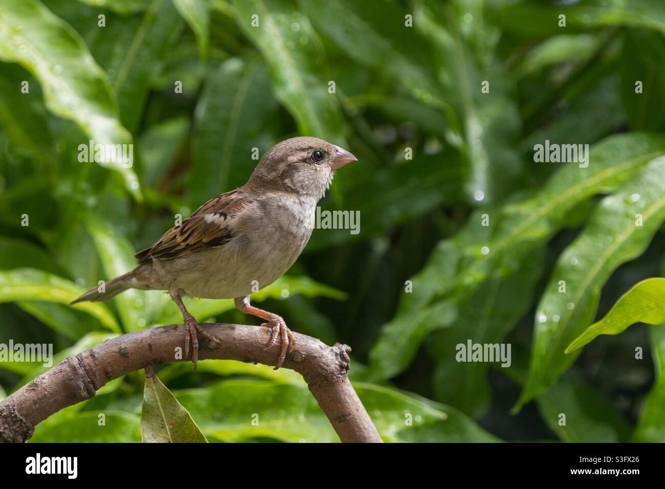 Female house sparrow: (Passer domesticus) a bird from sparrow family ...
