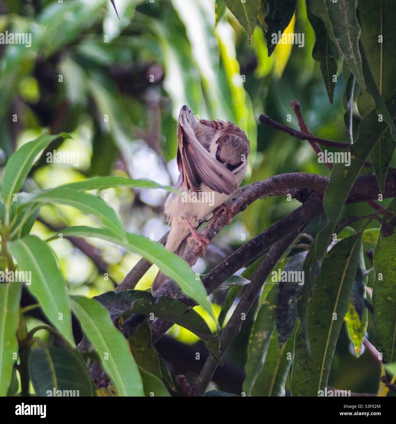 Grooming posture hi-res stock photography and images - Alamy