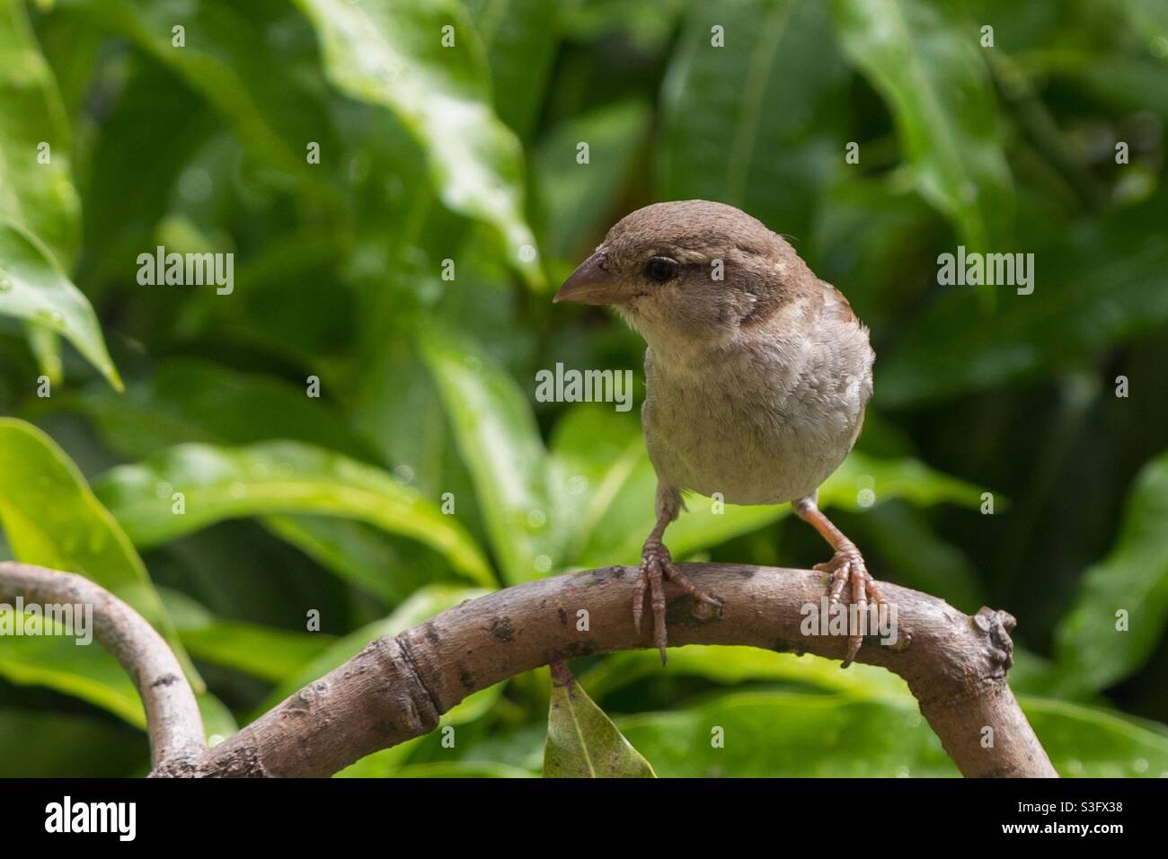 House sparrow, a female on a tree looking for food Stock Photo - Alamy