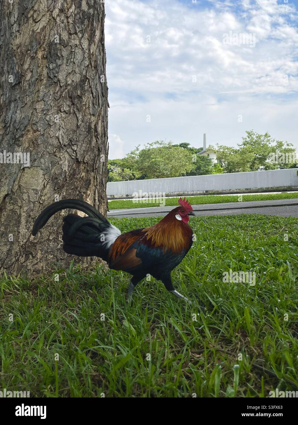 Chicken crossing hi-res stock photography and images - Alamy