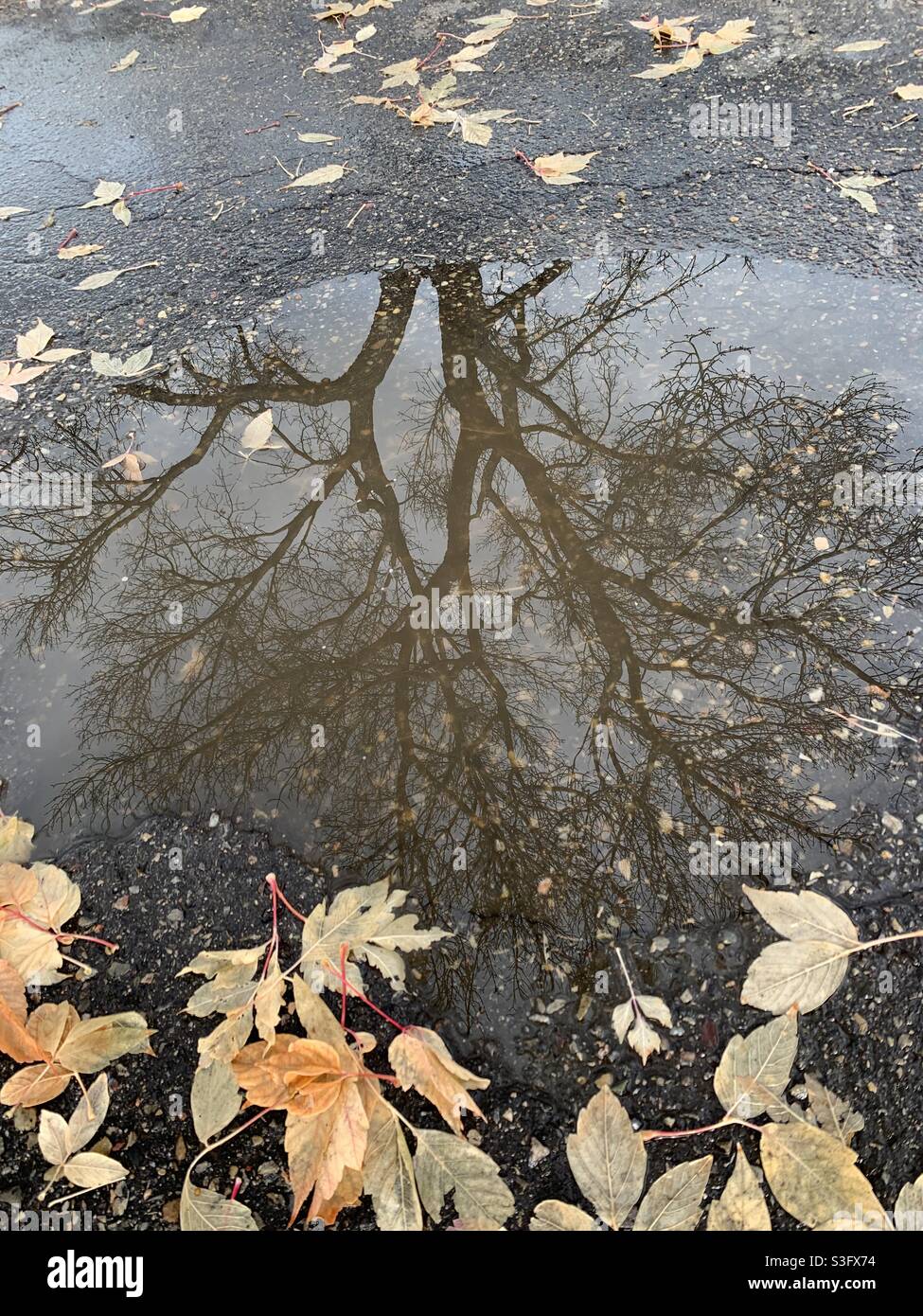 Puddle leaves hi-res stock photography and images - Alamy