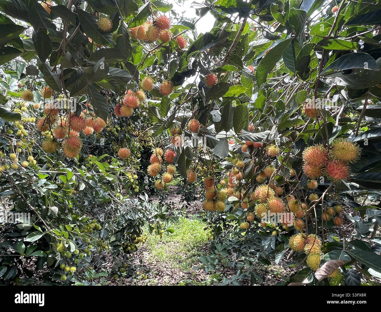 Rambutan Orchards
