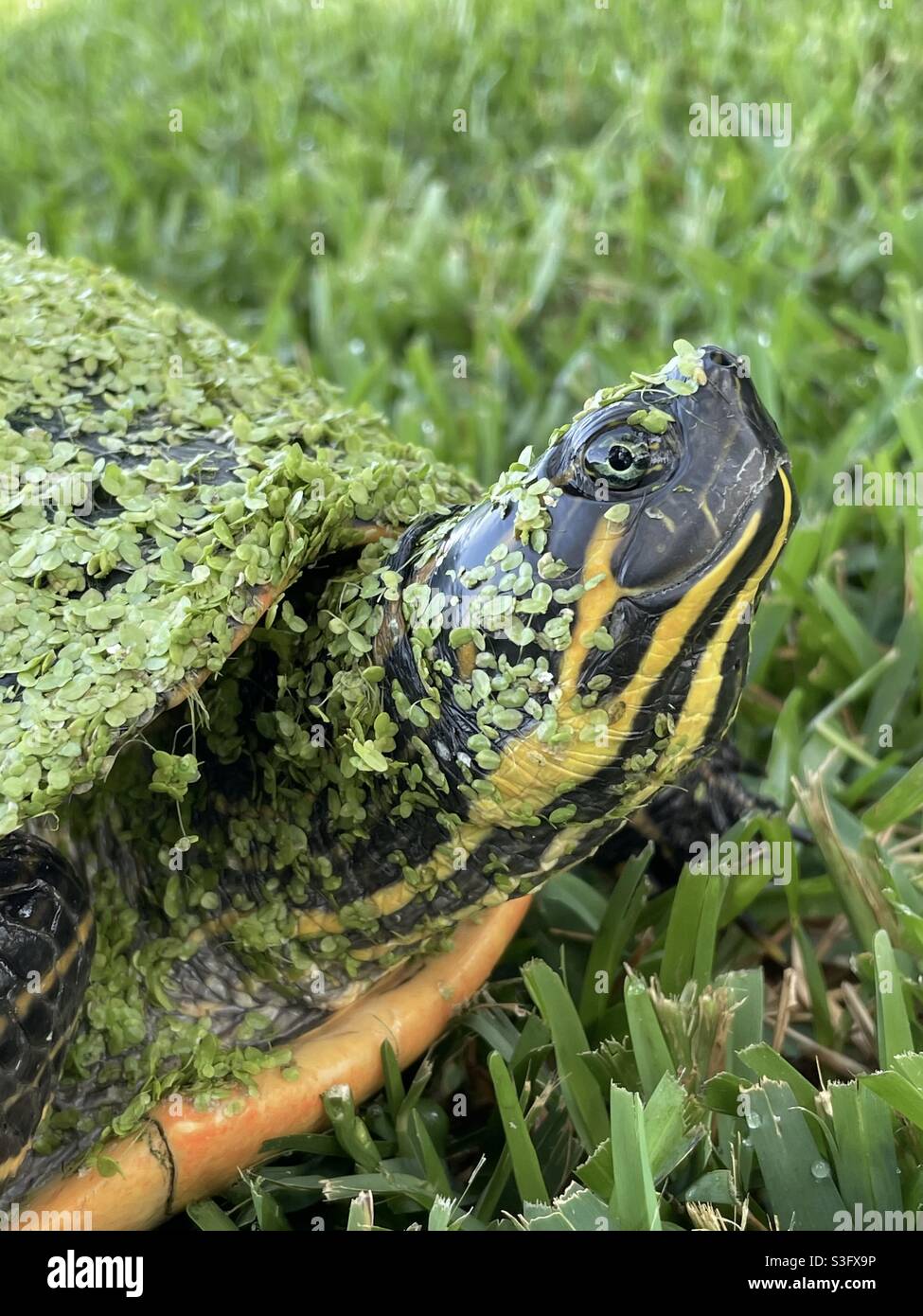 Closeup of a yellow bellied slider turtle with algae on face and shell ...