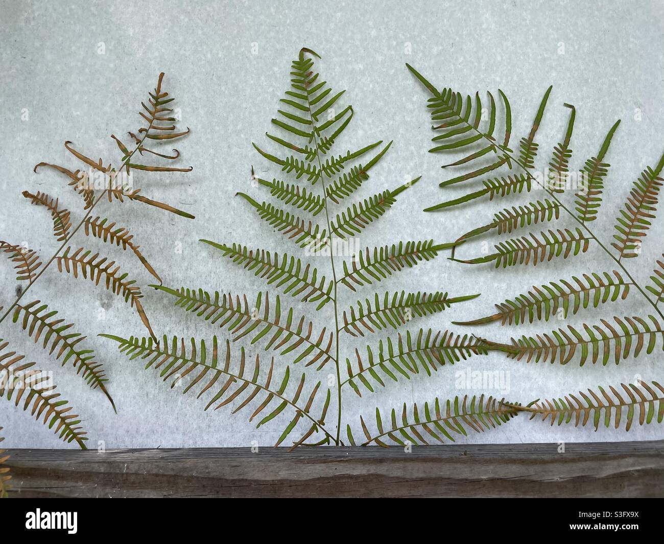 Fern leaves with wood framing Stock Photo - Alamy