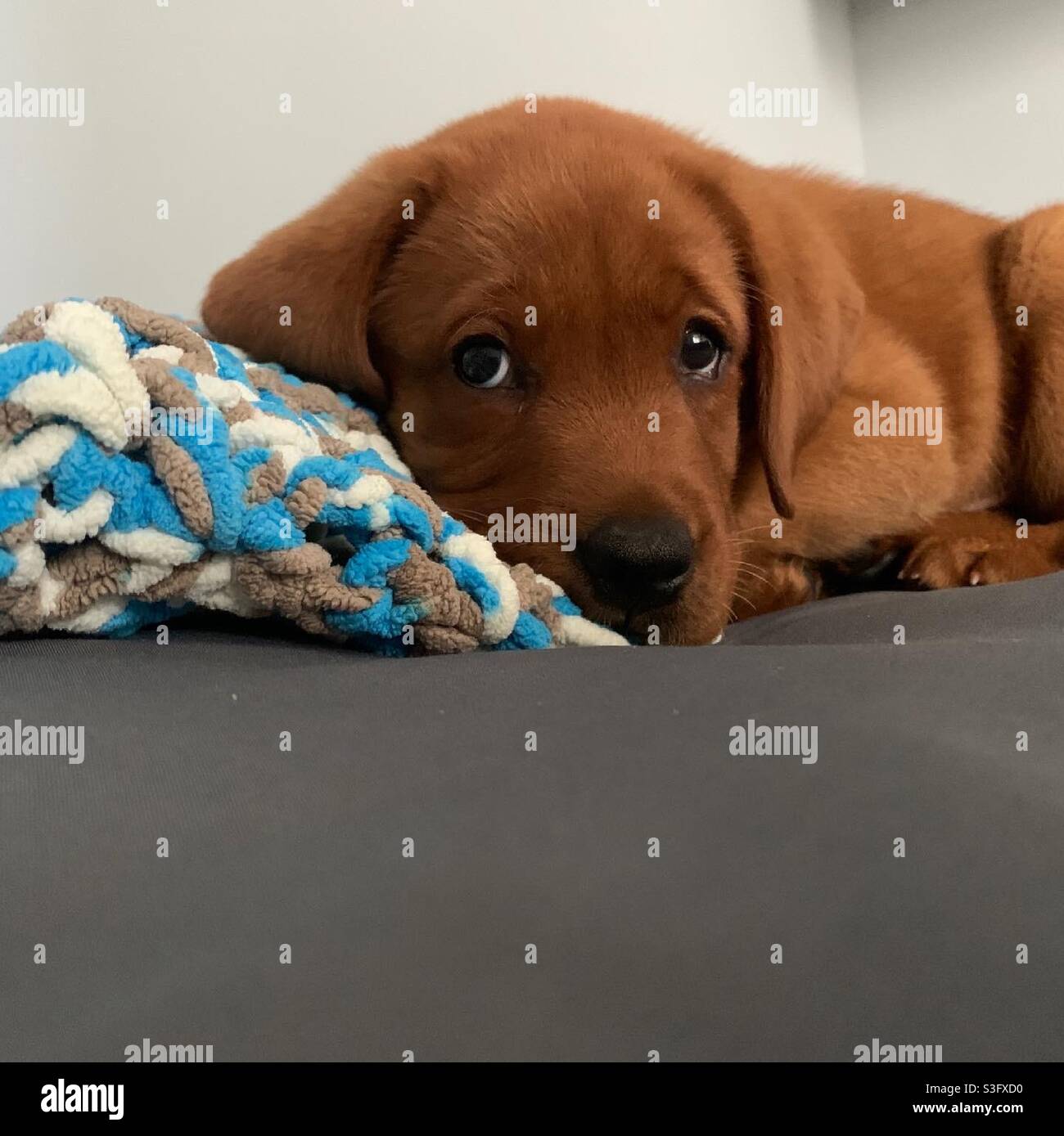 Red fox lab hi-res stock photography and images - Alamy