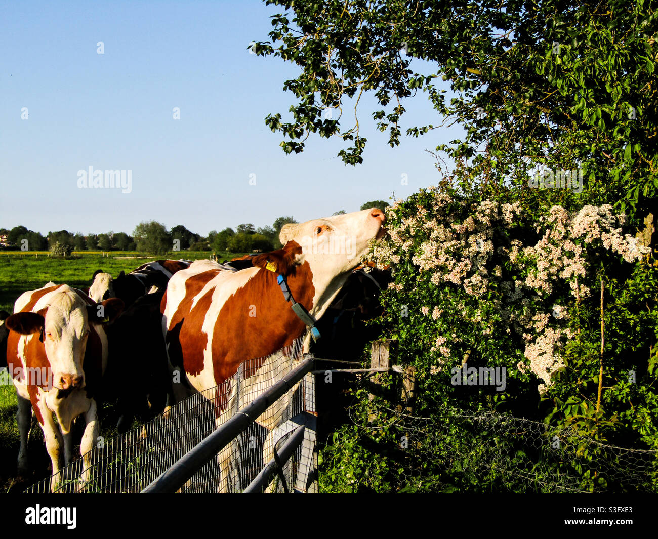 Cow garden hi-res stock photography and images - Alamy