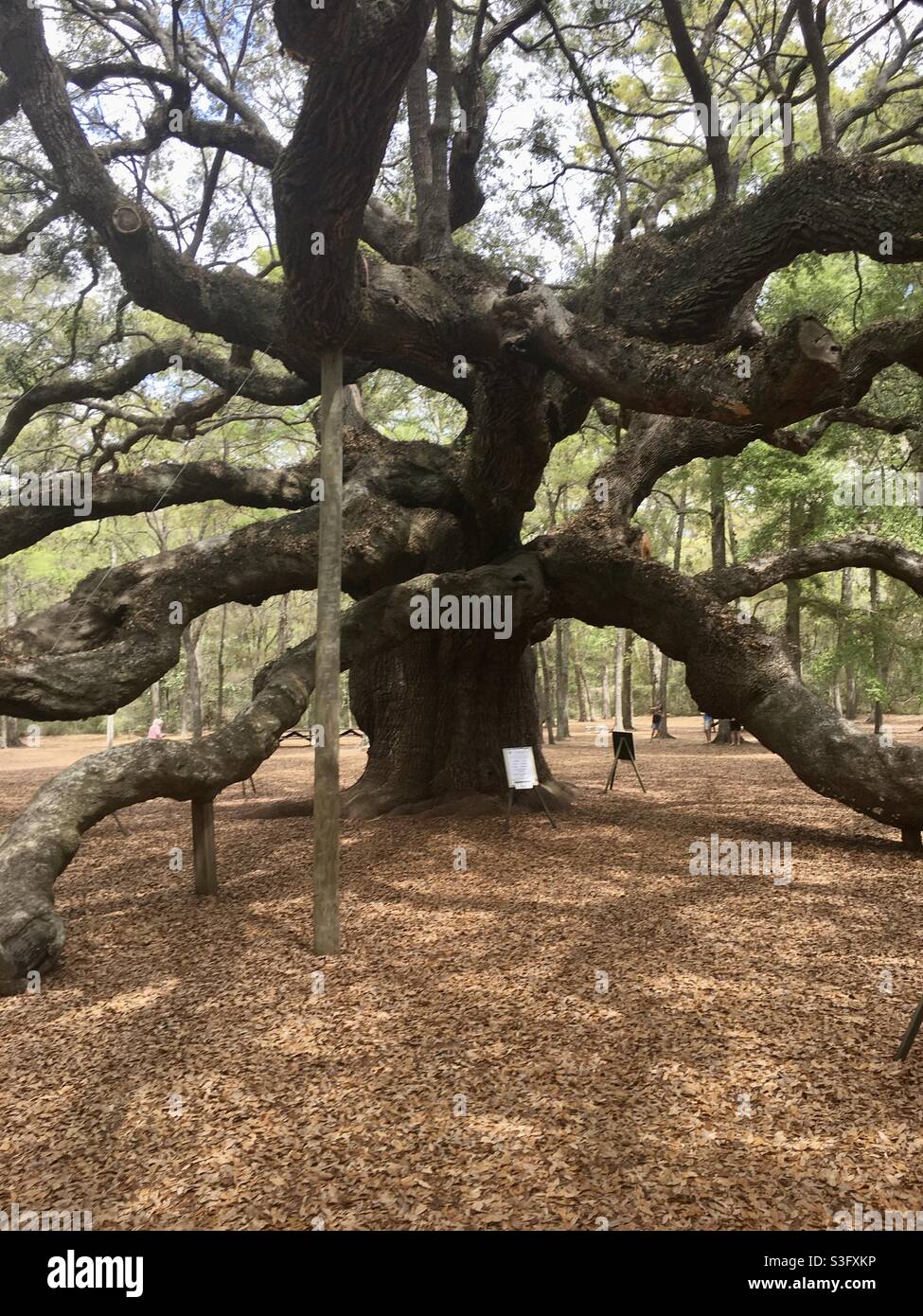 Angel oak tree hi-res stock photography and images - Alamy