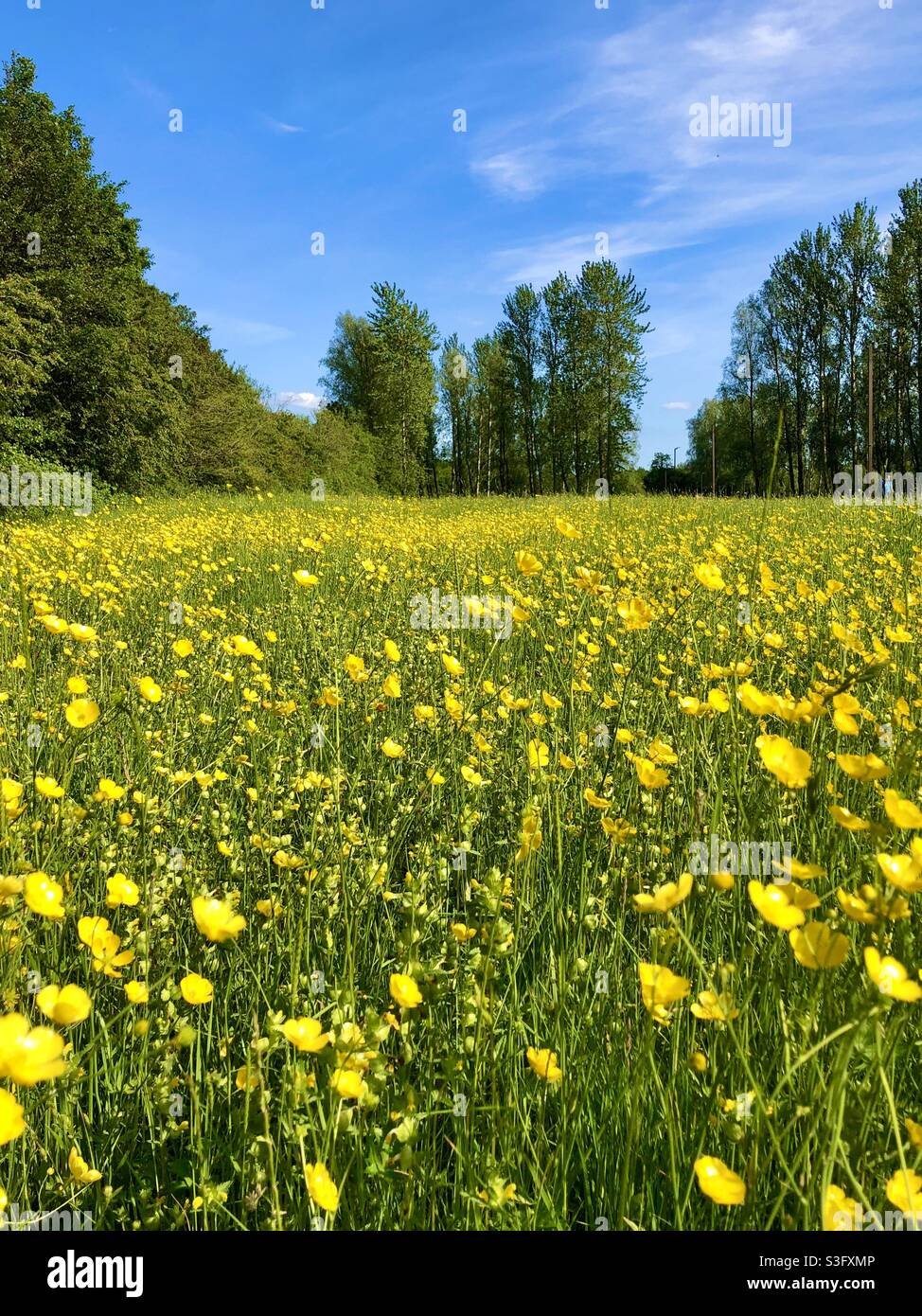 Buttercup field on summer day Stock Photo - Alamy
