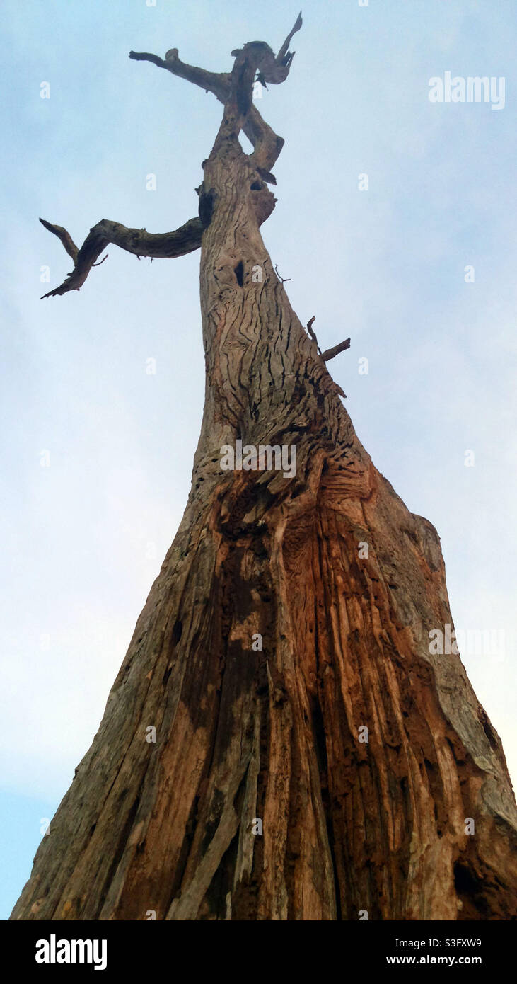 Tree without leaves hi-res stock photography and images - Alamy