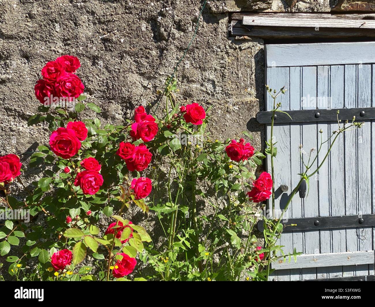 French roses hi-res stock photography and images - Alamy