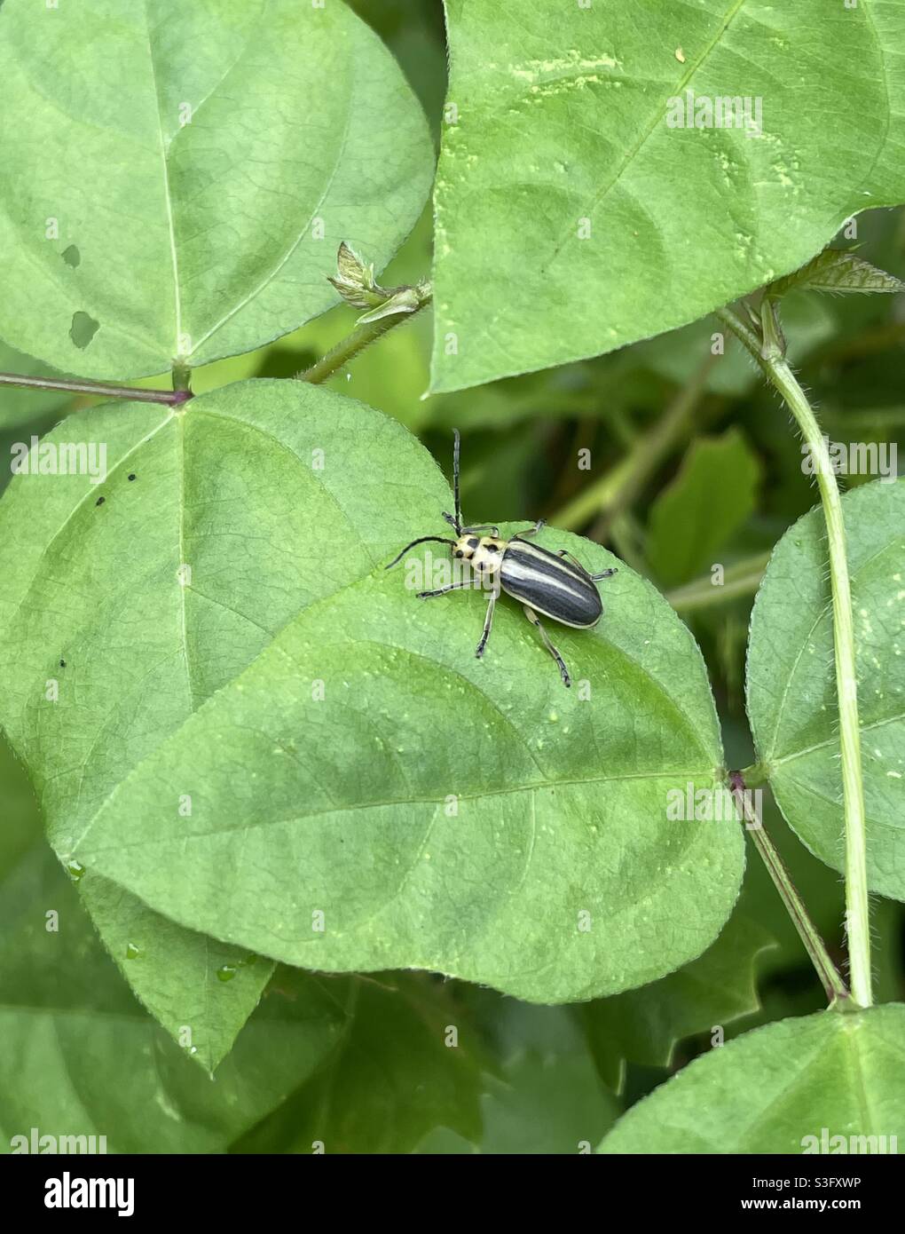 Insect shape hi-res stock photography and images - Alamy