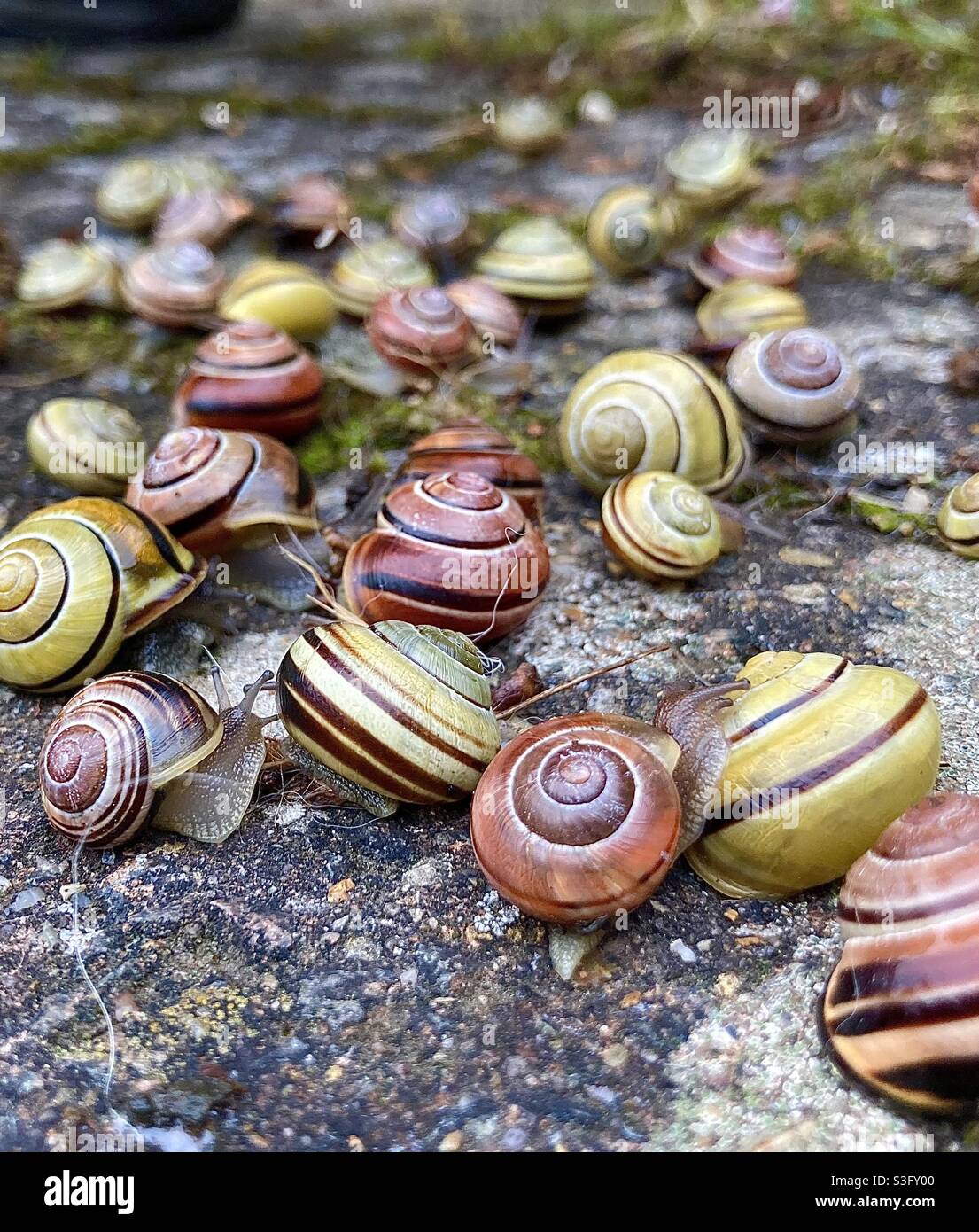Snails pest hi-res stock photography and images - Alamy