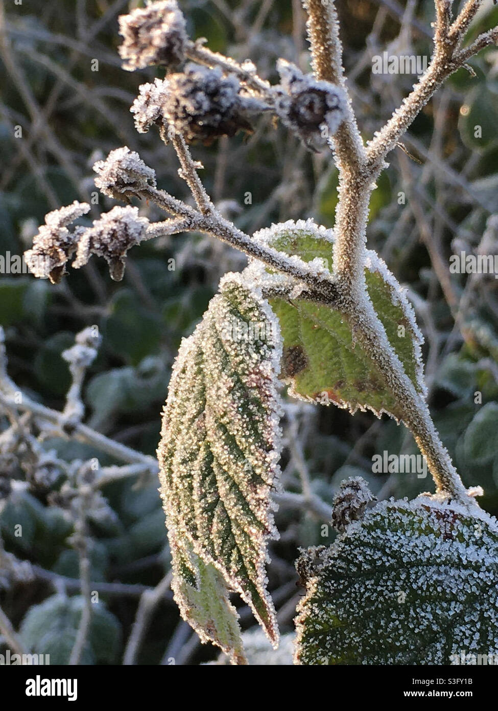 Frosted berry hi-res stock photography and images - Alamy