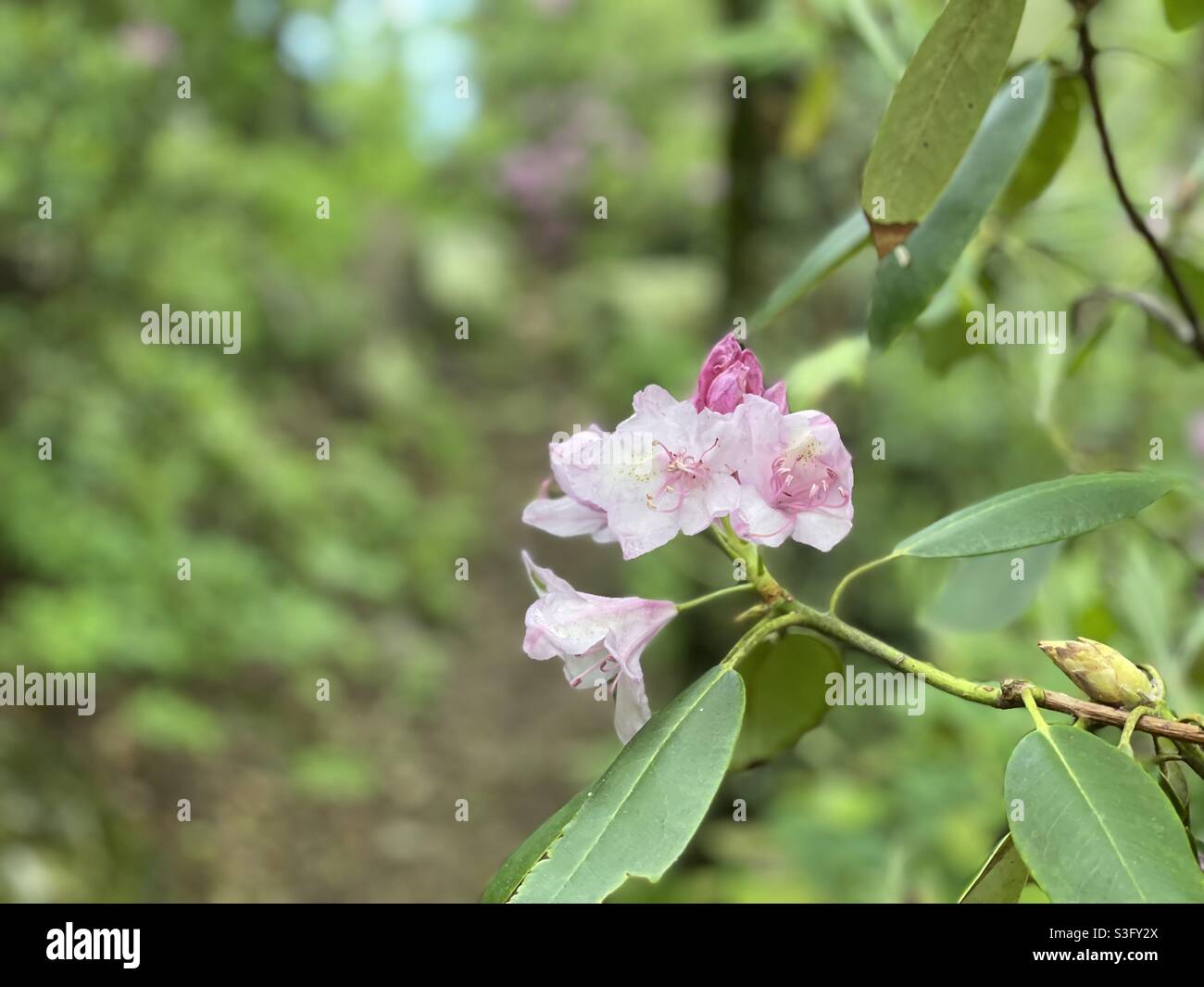 Early spring blooms along the Appalachian Trail in Virginia Stock Photo ...