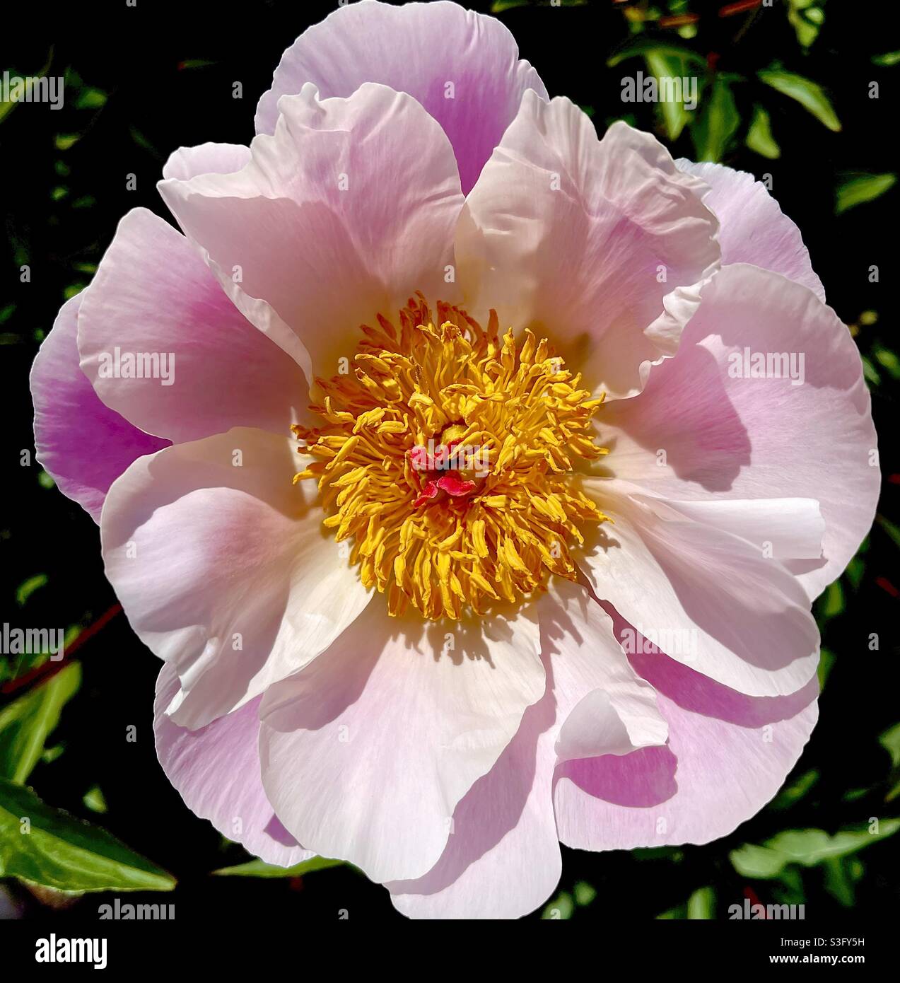 Single flowering peony hi-res stock photography and images - Alamy