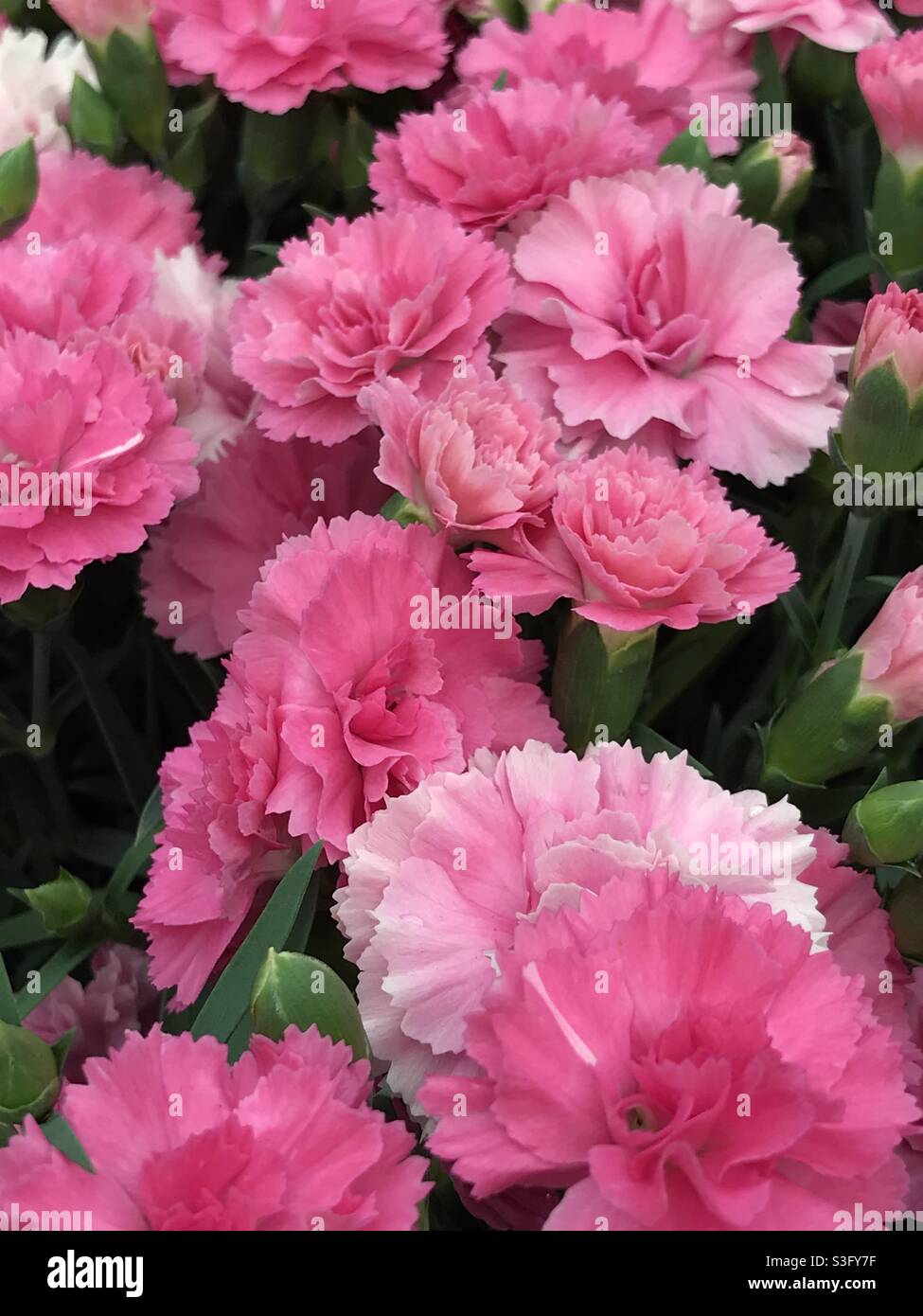 Dianthus plants hi-res stock photography and images - Alamy