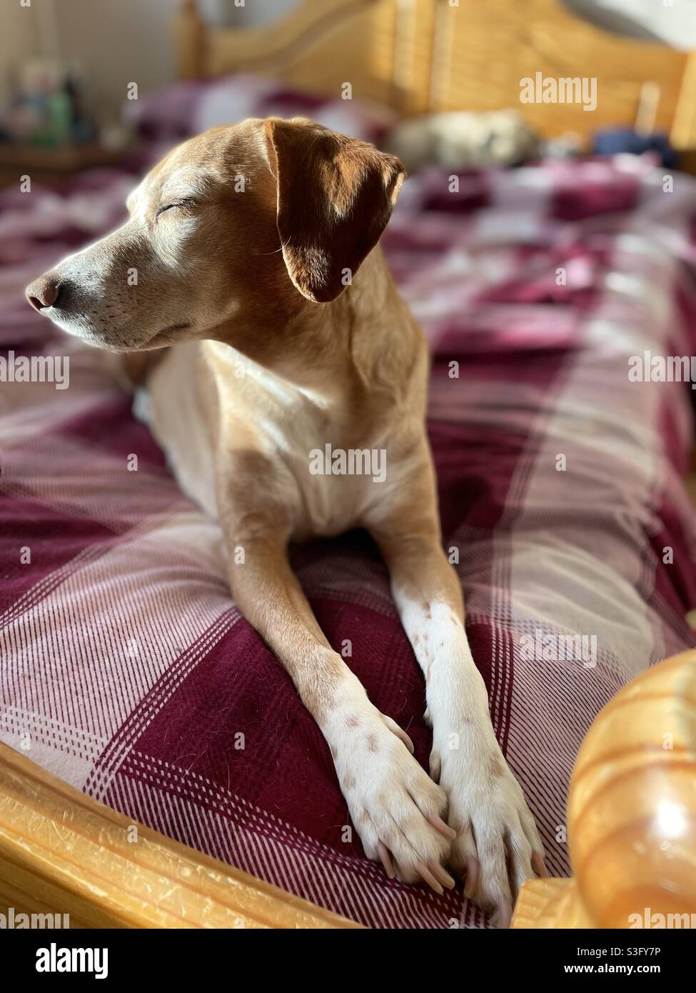 Enjoying the sun rays hi-res stock photography and images - Alamy