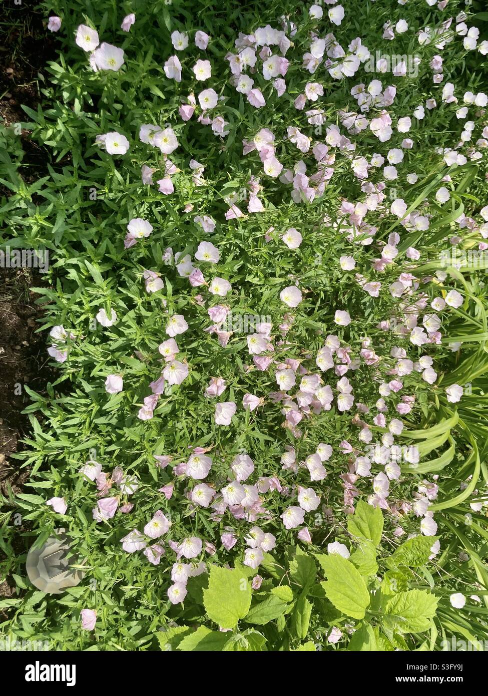 Pink evening primrose hi-res stock photography and images - Alamy