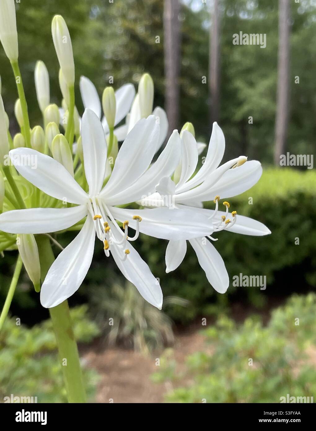 White nile hi-res stock photography and images - Alamy