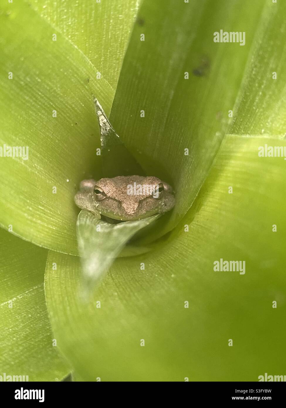 Pineapple plant hi-res stock photography and images - Alamy