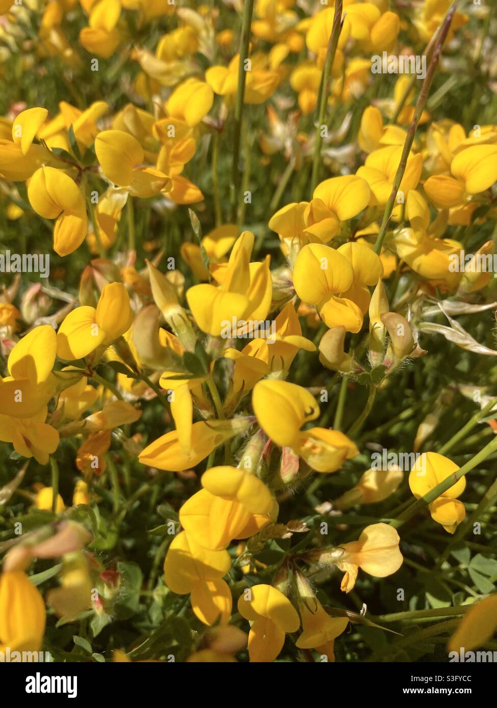 Wild flowers on Rye Harbour Nature Reserve Stock Photo - Alamy